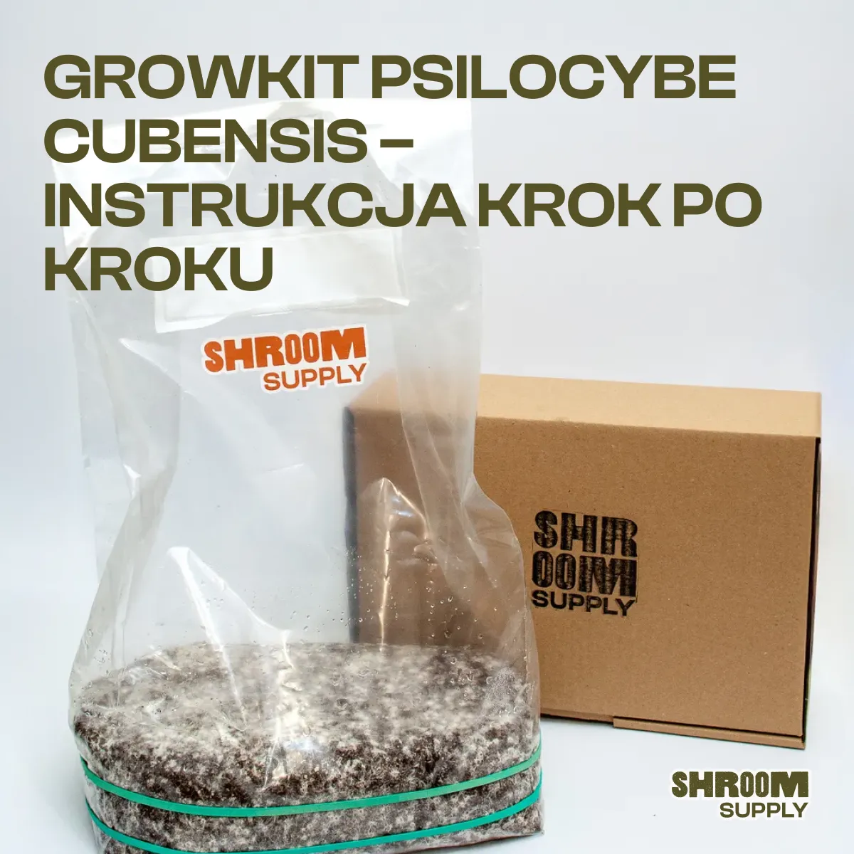 Growkit Instrukcja – Golden Teacher, Jack Rabbit i inne – ShroomSupply